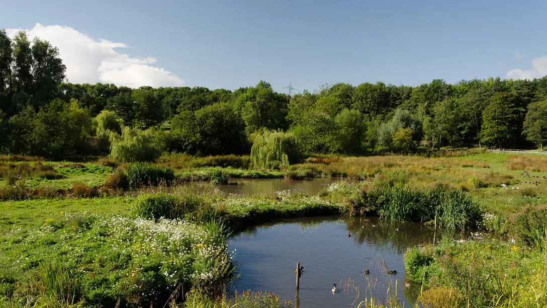 The importance of our wetlands | LGT